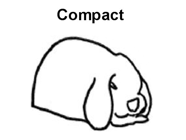 How Many Breeds of Rabbits Are There?