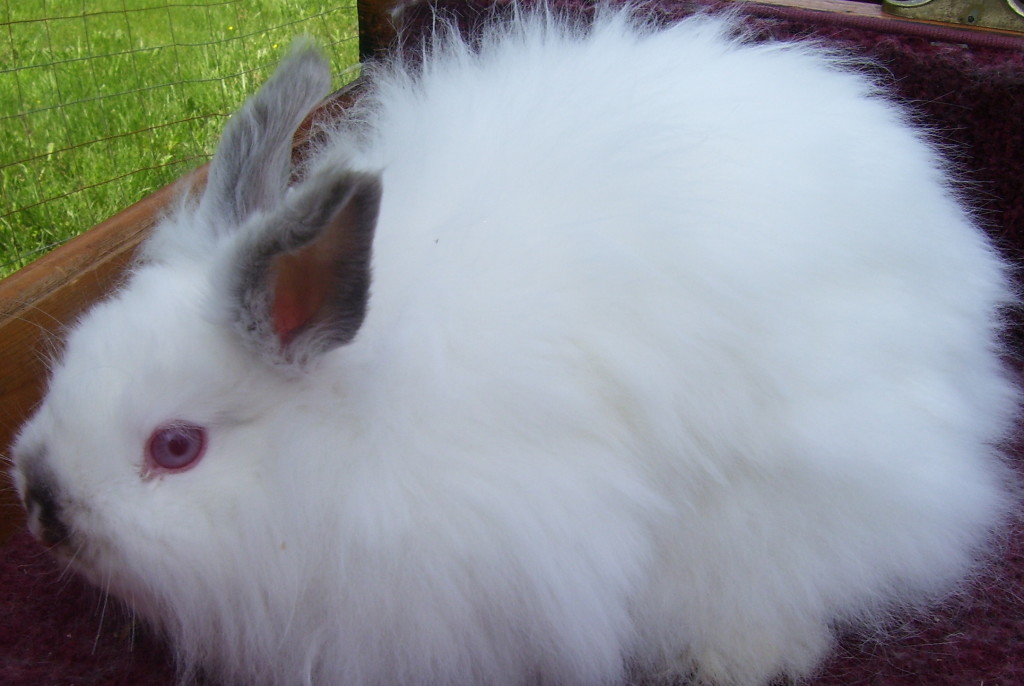 What Breed of Rabbit is The Cutest? 4 Cute Rabbit Breeds