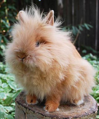 What Breed of Rabbit is The Cutest? 4 Cute Rabbit Breeds