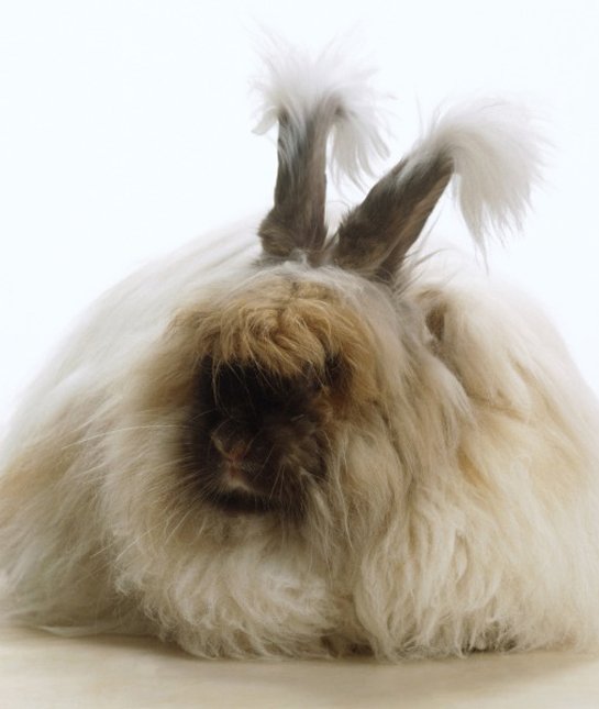 What Breed of Rabbit is The Cutest? 4 Cute Rabbit Breeds