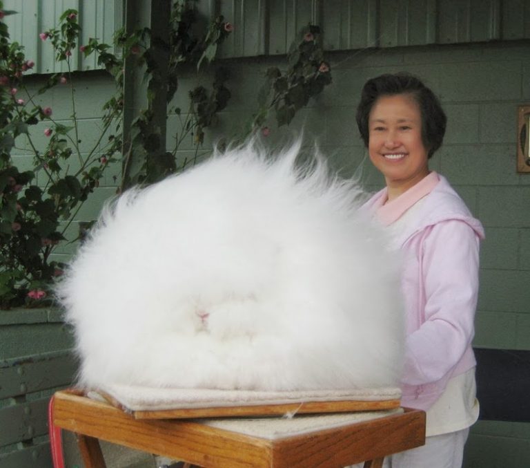 What are The Four Types of Rabbit Fur?