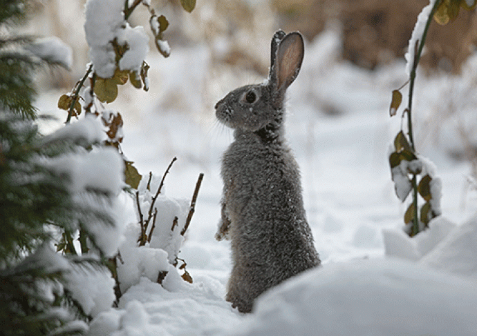How Cold Can Rabbits Tolerate? - Netherland Dwarf Rabbit