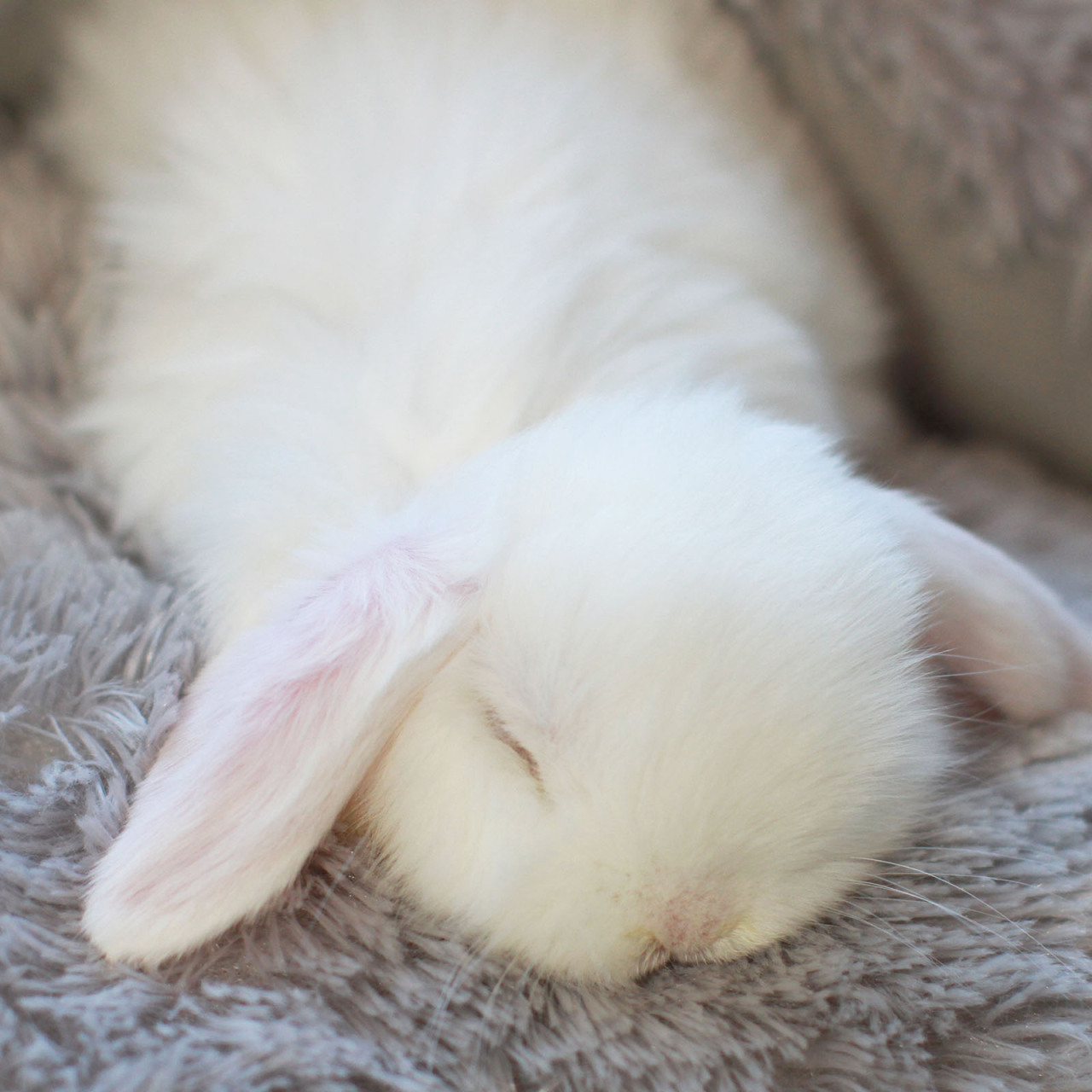 How Do Rabbits Sleep? - Netherland Dwarf Rabbit