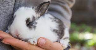 How To Hold A Rabbit? - Netherland Dwarf Rabbit