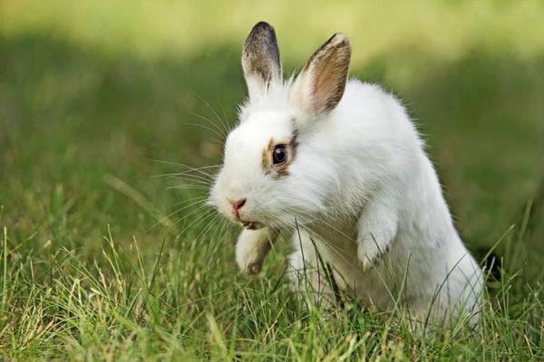 What Is The Behavior Of A Rabbit? - Netherland Dwarf Rabbit