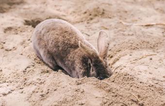 What Is The Behavior Of A Rabbit? - Netherland Dwarf Rabbit
