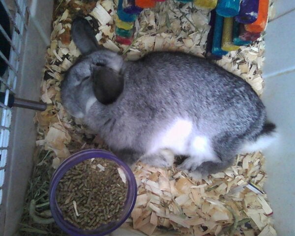 How Do Rabbits Sleep? - Netherland Dwarf Rabbit