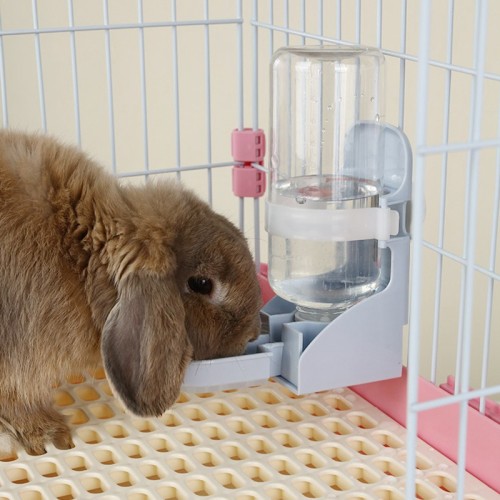 How Cold Can Rabbits Tolerate? - Netherland Dwarf Rabbit