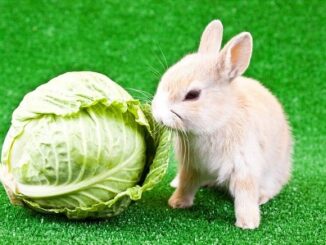 What Is The Best Food To Feed A Rabbit? - Netherland Dwarf Rabbit