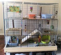 What Do Rabbits Need In Their Cage? - Netherland Dwarf Rabbit