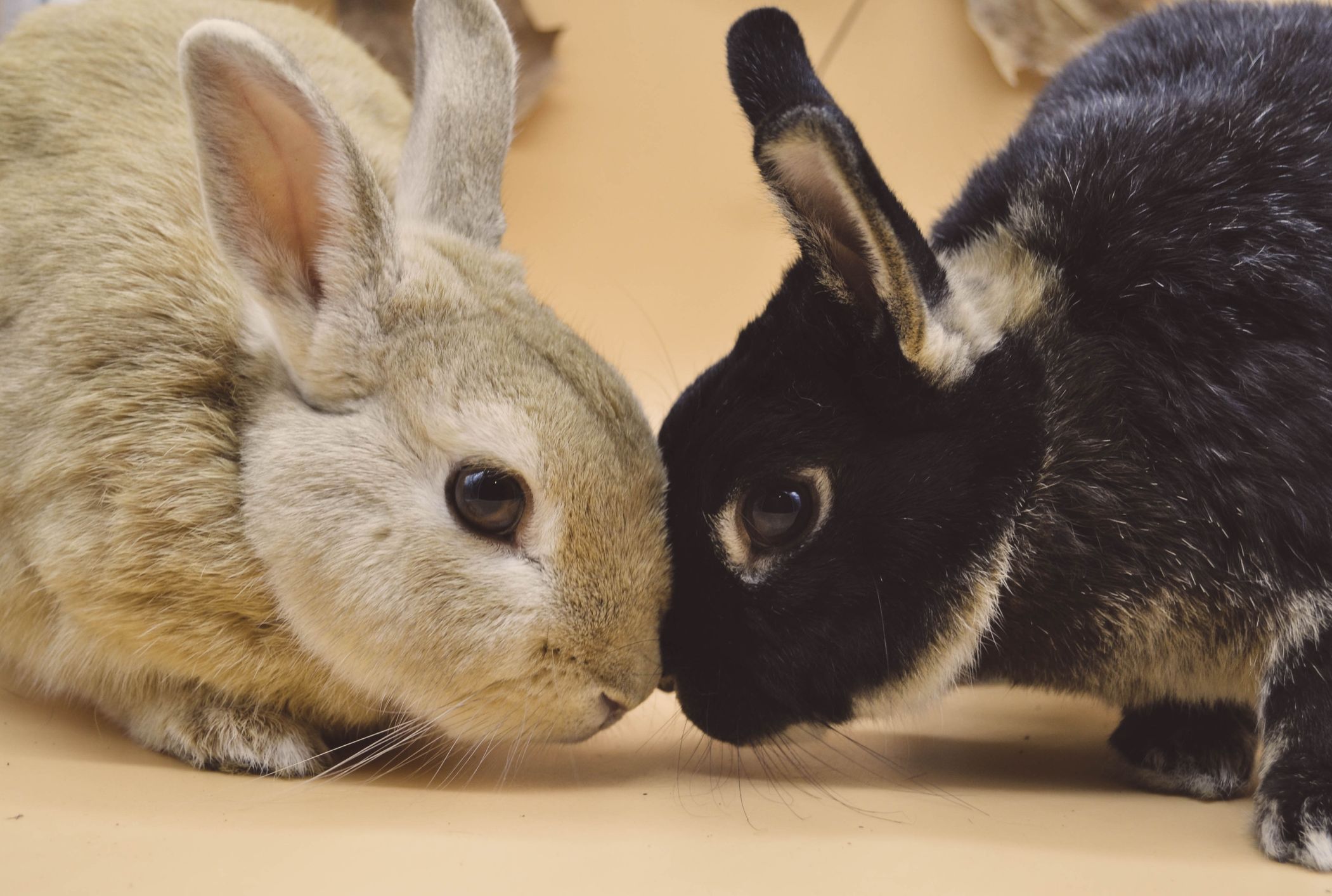 What's The Difference Between A Hare And A Rabbit? - Netherland Dwarf ...