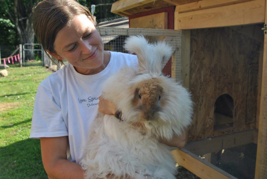 Everything You Need To Know About Angora Rabbit - Netherland Dwarf Rabbit