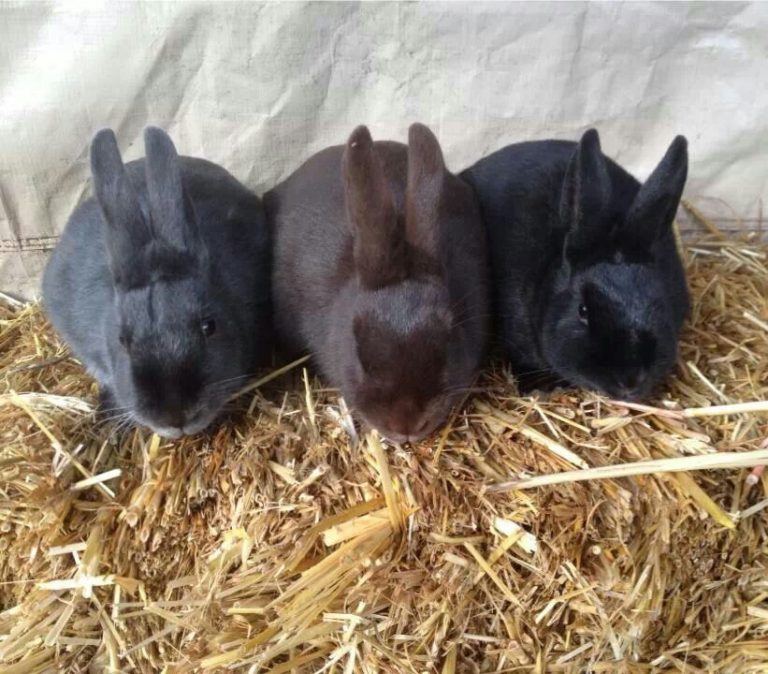 Everything You Need To Know About Havana Rabbit - Netherland Dwarf Rabbit