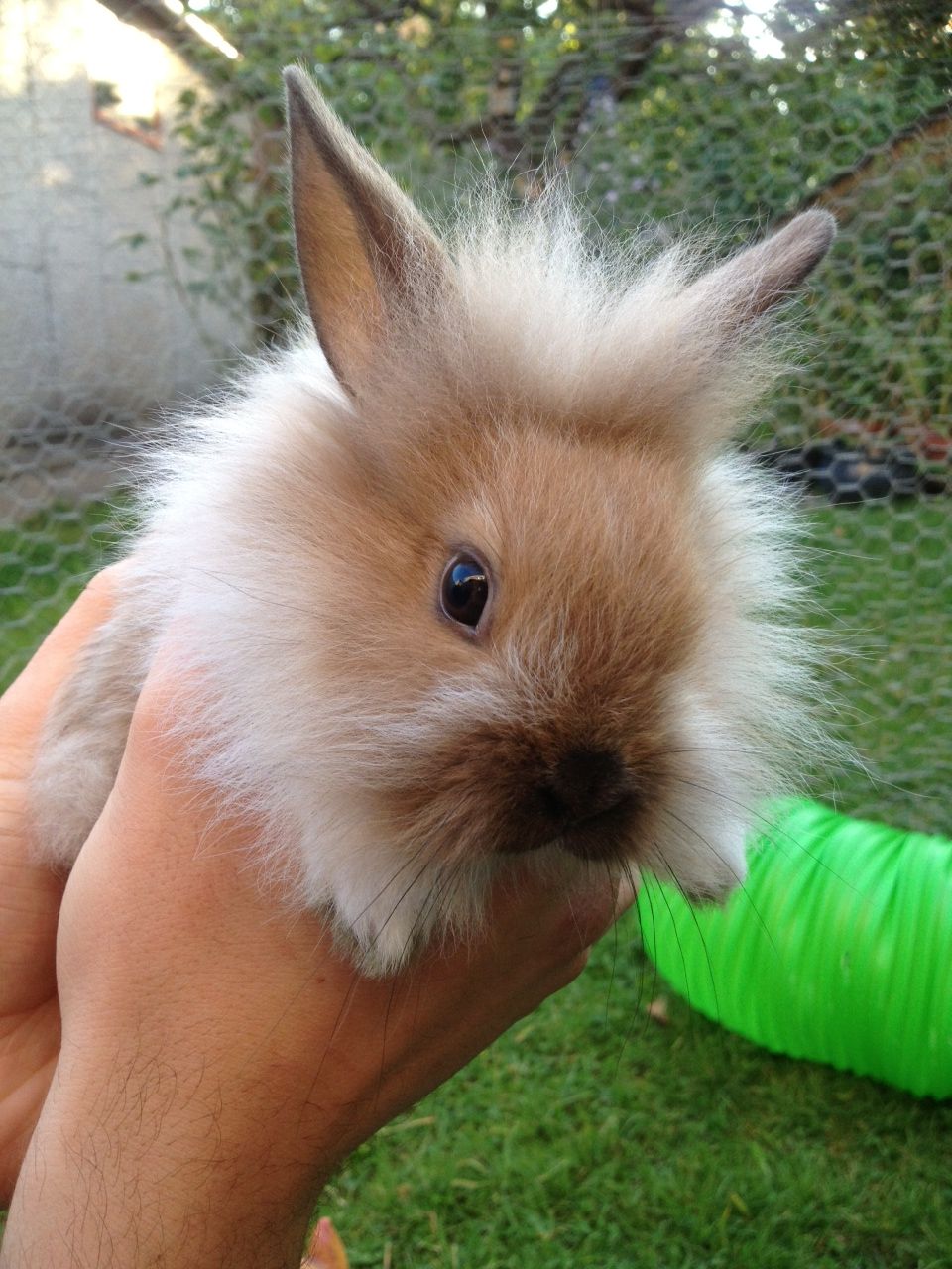 Everything You Need To Know About Lionhead Rabbit - Netherland Dwarf Rabbit