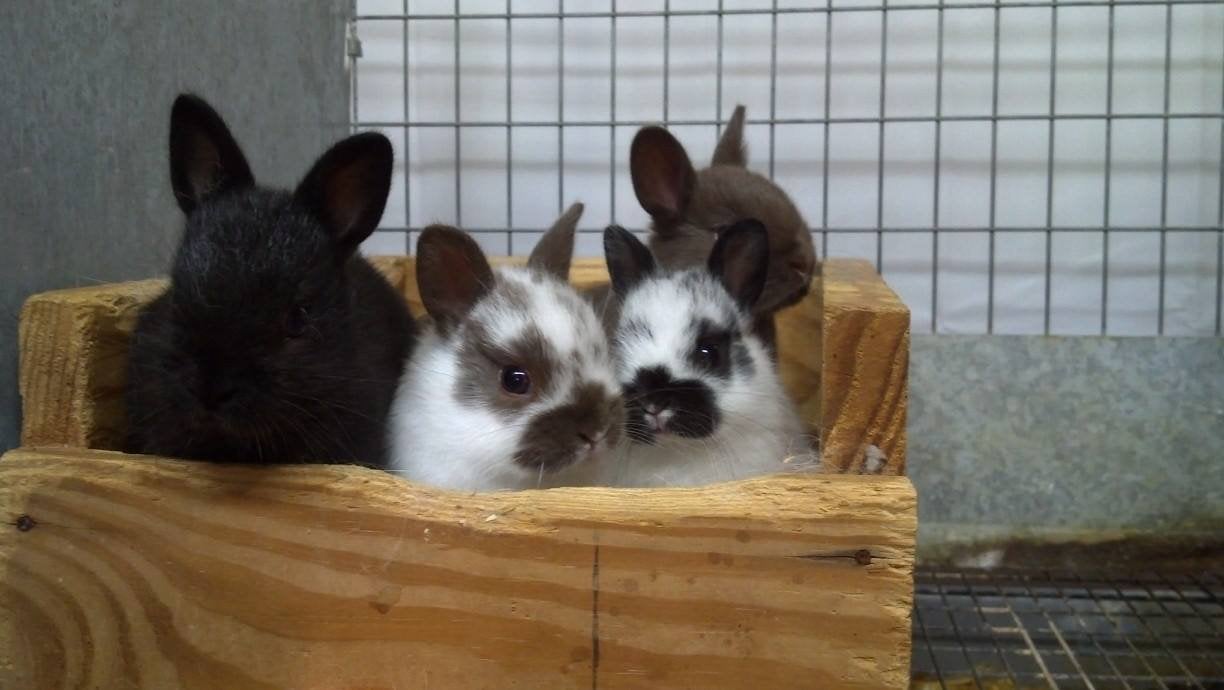 Everything You Need To Know About Polish Rabbit - Netherland Dwarf Rabbit