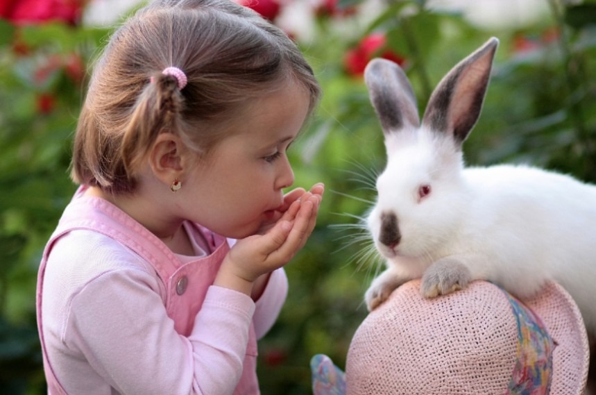 Everything You Need To Know About Rabbit Bite - Netherland Dwarf Rabbit