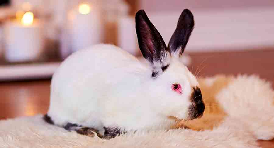 Everything You Need To Know About Californian Rabbit - Netherland Dwarf ...