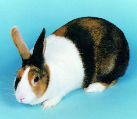 Everything You Need To Know About Harlequin Rabbit - Netherland Dwarf ...