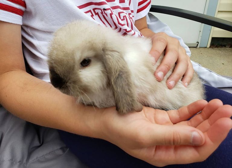 Everything You Need To Know About Holland Lop Rabbit - Netherland Dwarf ...