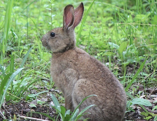 Everything You Need To Know About Japanese Hares - Netherland Dwarf Rabbit