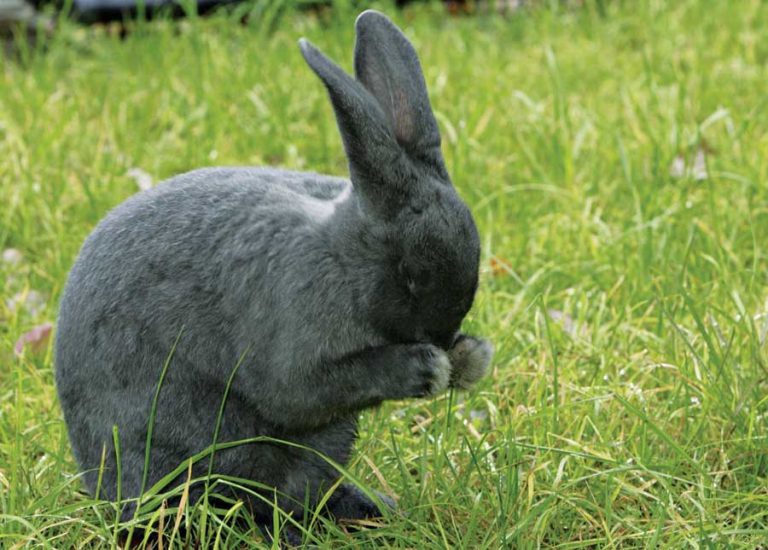 Everything You Need To Know About Silver Fox Rabbit - Netherland Dwarf ...