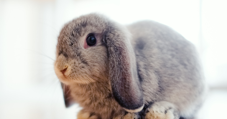 Everything You Need To Know About Holland Lop Rabbit - Netherland Dwarf ...