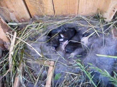 Everything You Need To Know About Rabbit Nest - Netherland Dwarf Rabbit