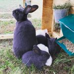 Everything You Need To Know About American Blue Rabbit - Netherland ...