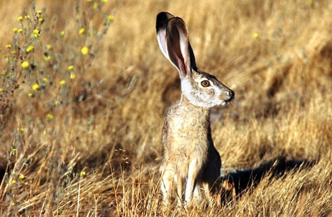 Everything You Need To Know About Jackrabbits - Netherland Dwarf Rabbit