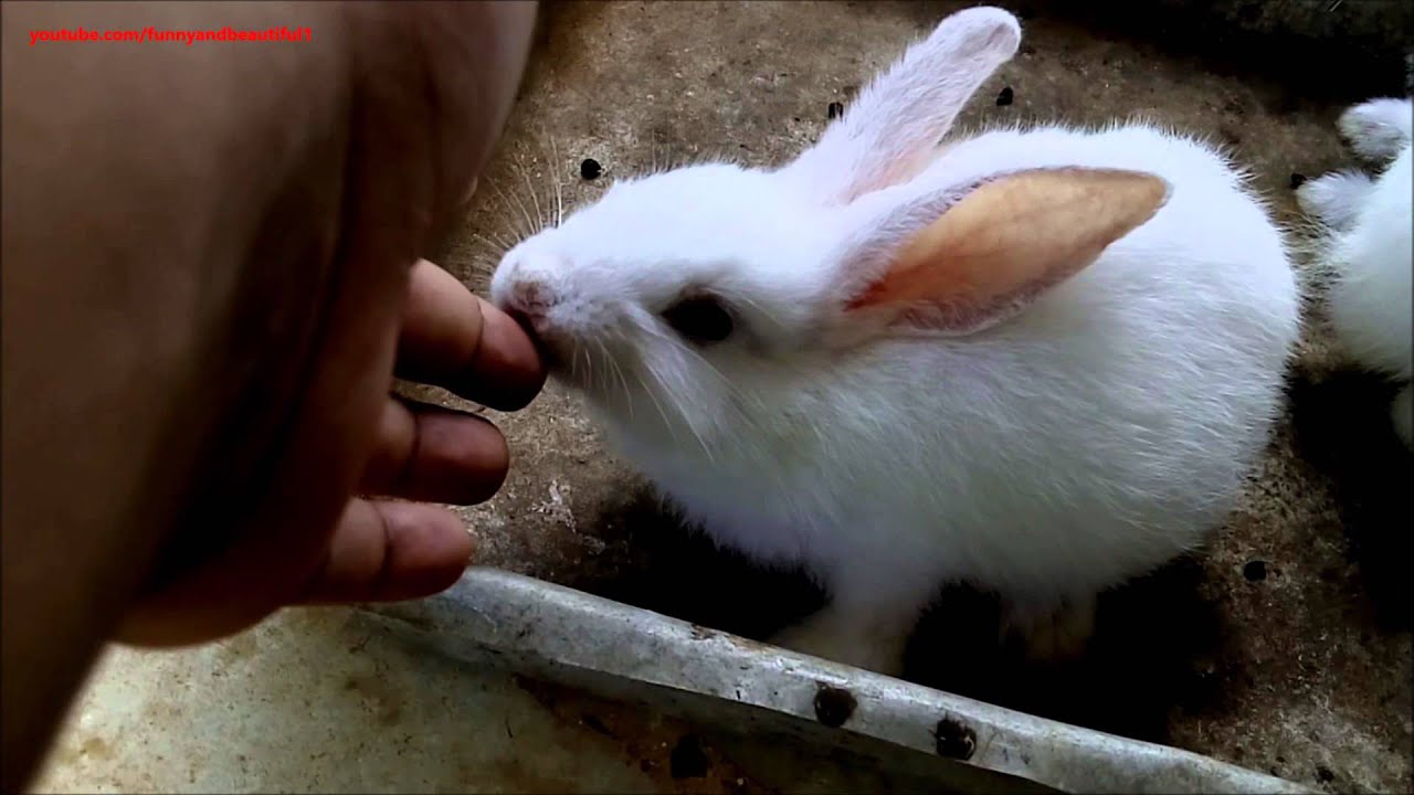 Everything You Need To Know About Rabbit Bite - Netherland Dwarf Rabbit