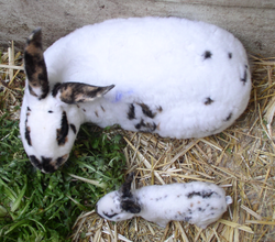 Everything You Need To Know About Rex Rabbit - Netherland Dwarf Rabbit