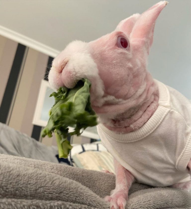 Everything You Need To Know About Hairless Rabbit - Netherland Dwarf Rabbit