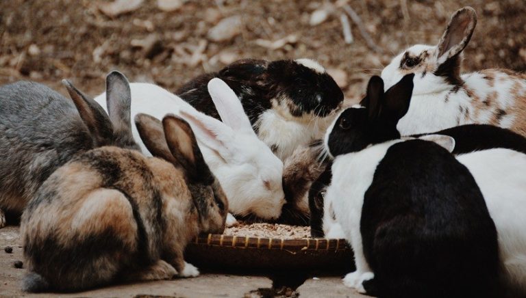 Everything You Need To Know About Harlequin Rabbit - Netherland Dwarf ...