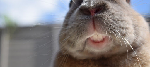 Everything You Need To Know About Rabbit Teeth - Netherland Dwarf Rabbit