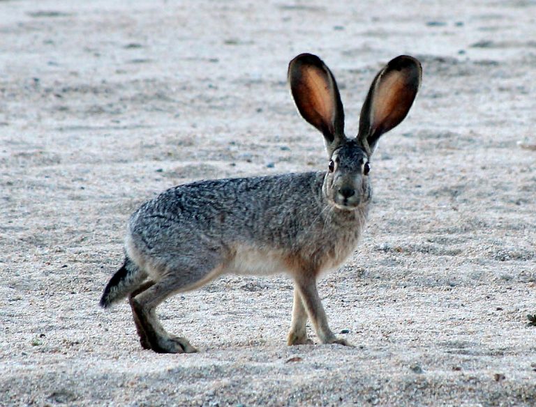 Everything You Need To Know About Jackrabbits - Netherland Dwarf Rabbit