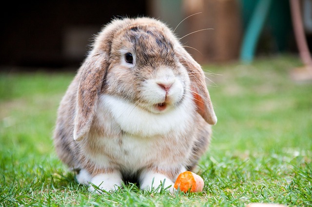 Everything You Need To Know About Rabbit Teeth - Netherland Dwarf Rabbit