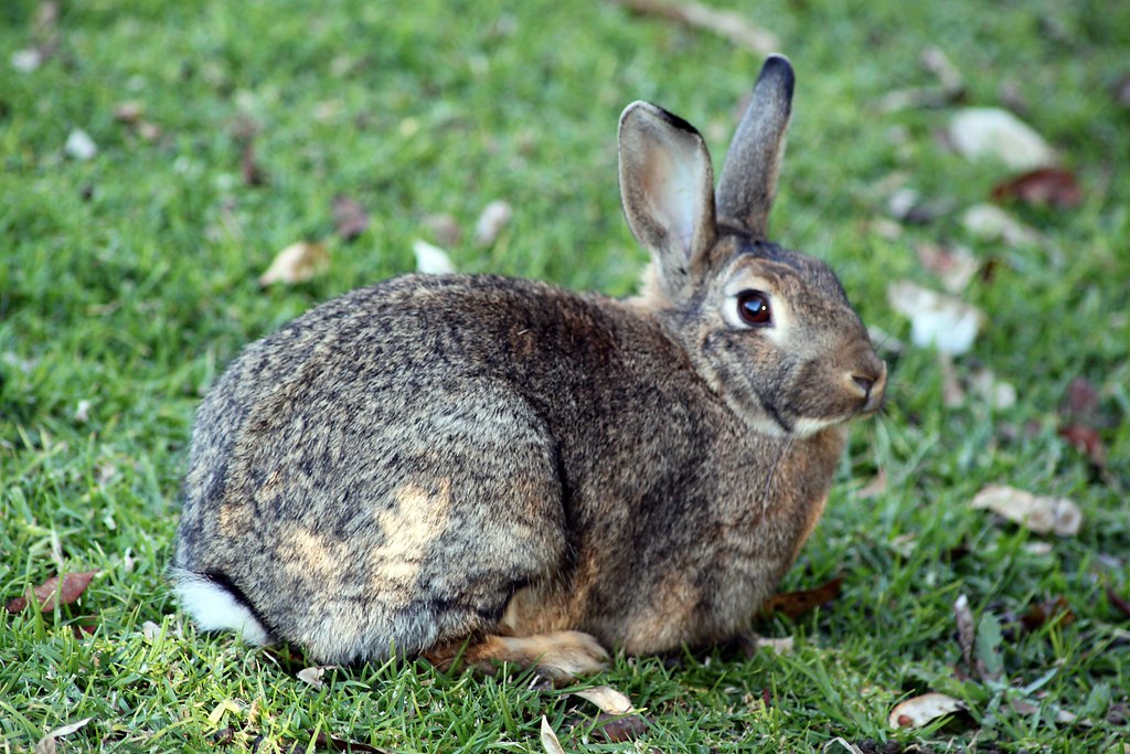 Everything You Need To Know About African Rabbits - Netherland Dwarf Rabbit