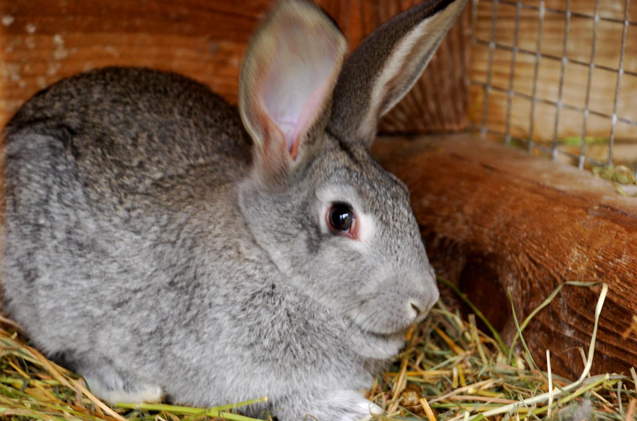 Everything You Need To Know About Chinchilla Rabbit - Netherland Dwarf ...