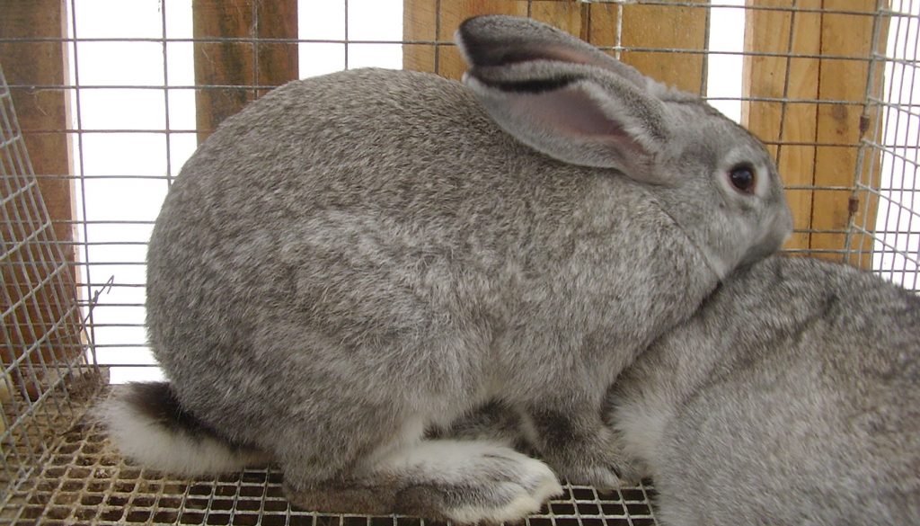 Everything You Need To Know About Chinchilla Rabbit - Netherland Dwarf ...