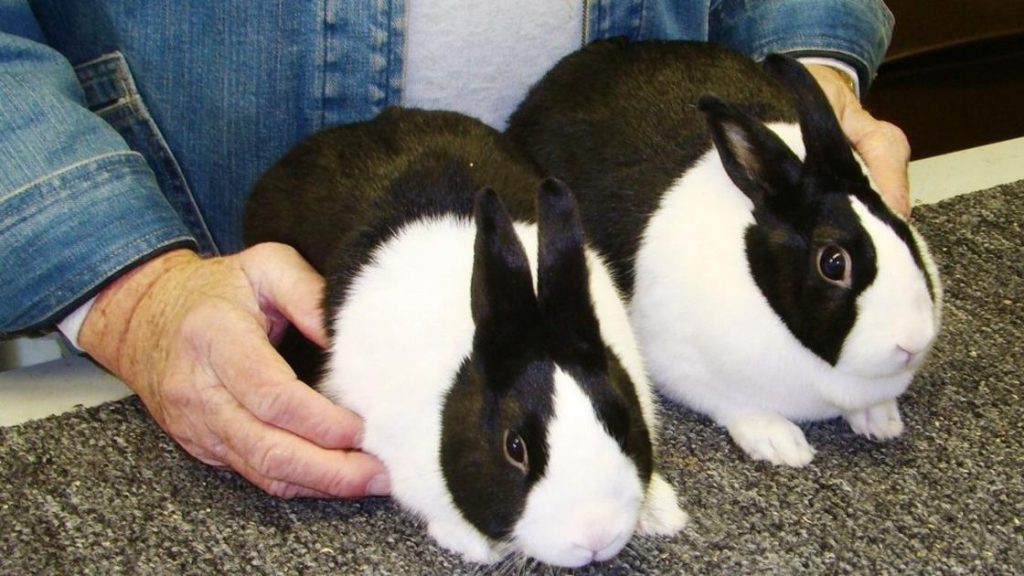 Everything You Need To Know About Dutch Rabbit - Netherland Dwarf Rabbit