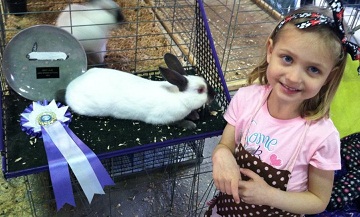 Everything You Need To Know About Himalayan Rabbit - Netherland Dwarf ...