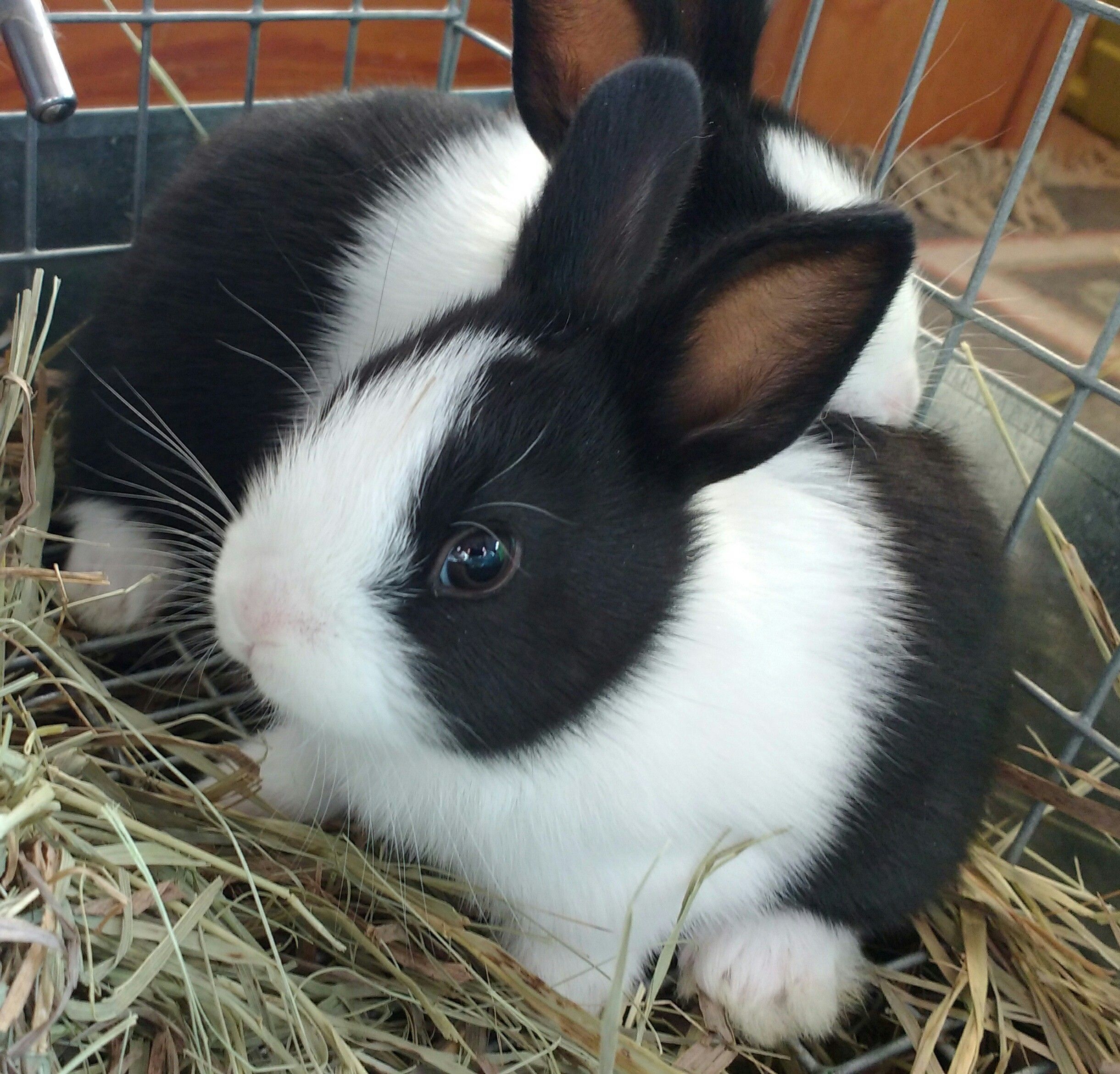 Everything You Need To Know About Dutch Rabbit - Netherland Dwarf Rabbit