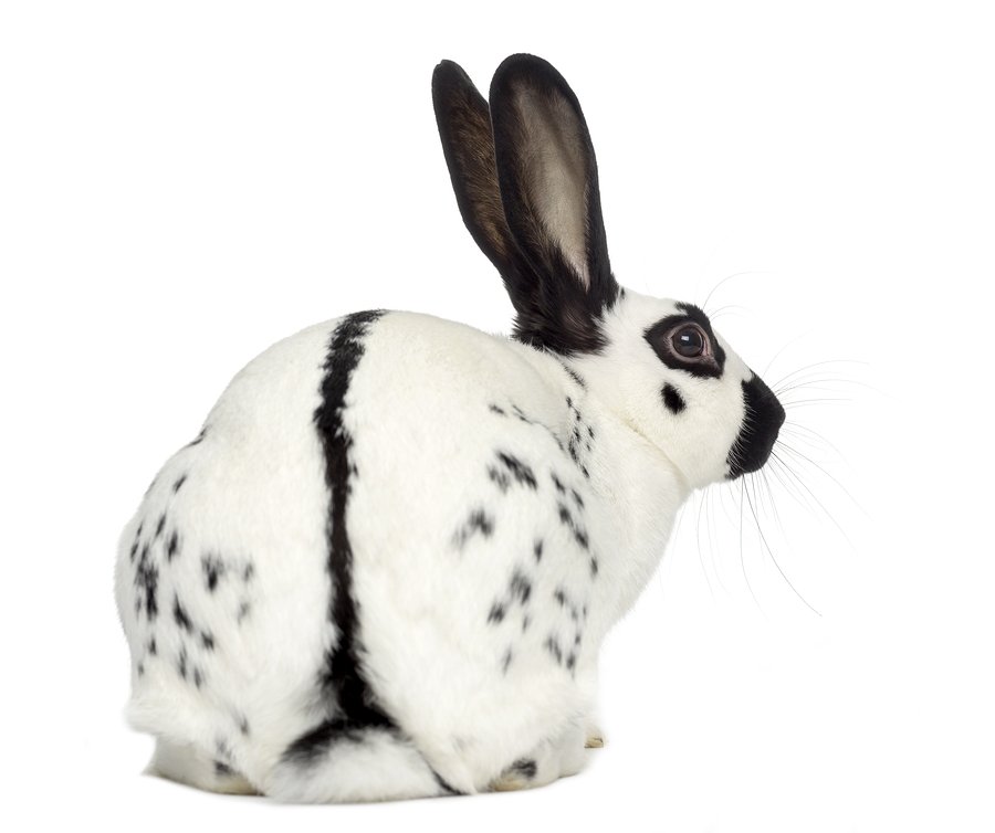Everything You Need To Know About English Spot Rabbit - Netherland ...