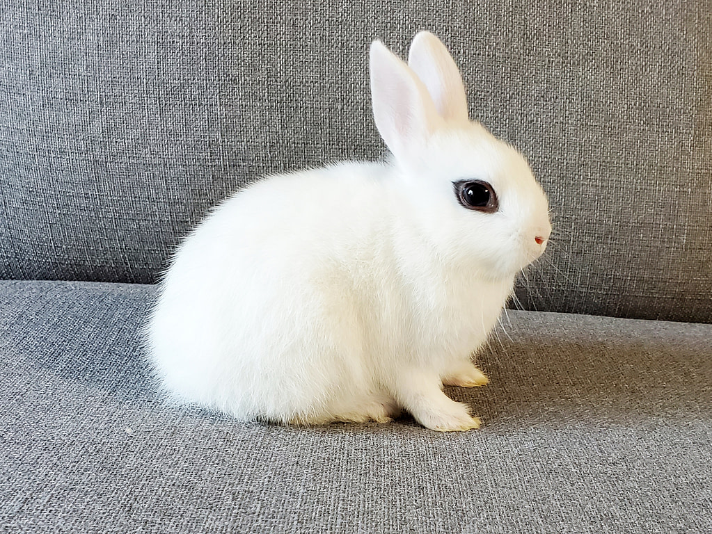 Everything You Need To Know About Hotot Rabbit - Netherland Dwarf Rabbit