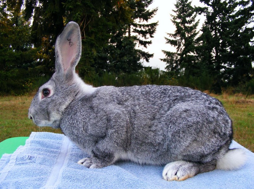 Everything You Need To Know About Chinchilla Rabbit - Netherland Dwarf ...