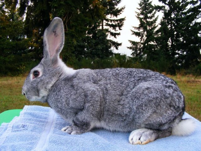 Everything You Need To Know About Chinchilla Rabbit - Netherland Dwarf ...