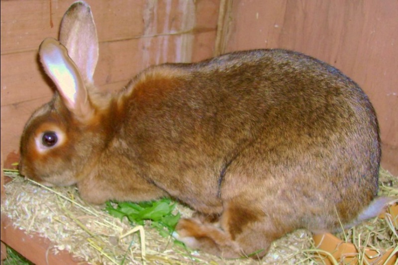Everything You Need To Know About Satin Rabbit - Netherland Dwarf Rabbit