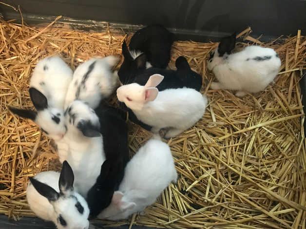 Everything You Need To Know About English Spot Rabbit - Netherland ...