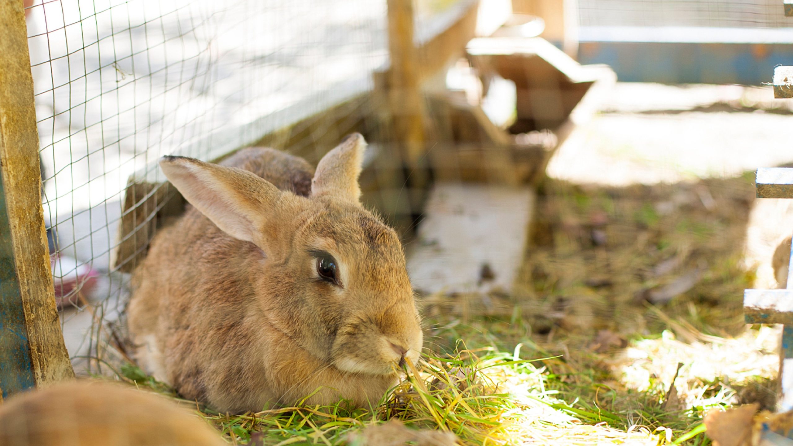 How To Potty Train A Rabbit - Netherland Dwarf Rabbit