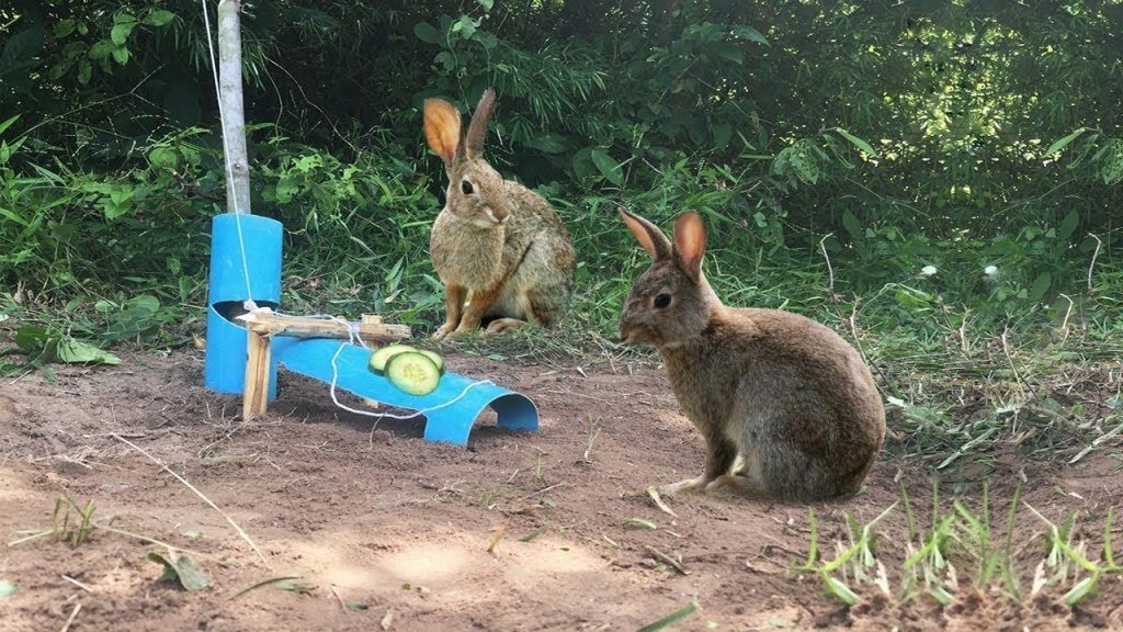 How To Catch A Rabbit - Netherland Dwarf Rabbit